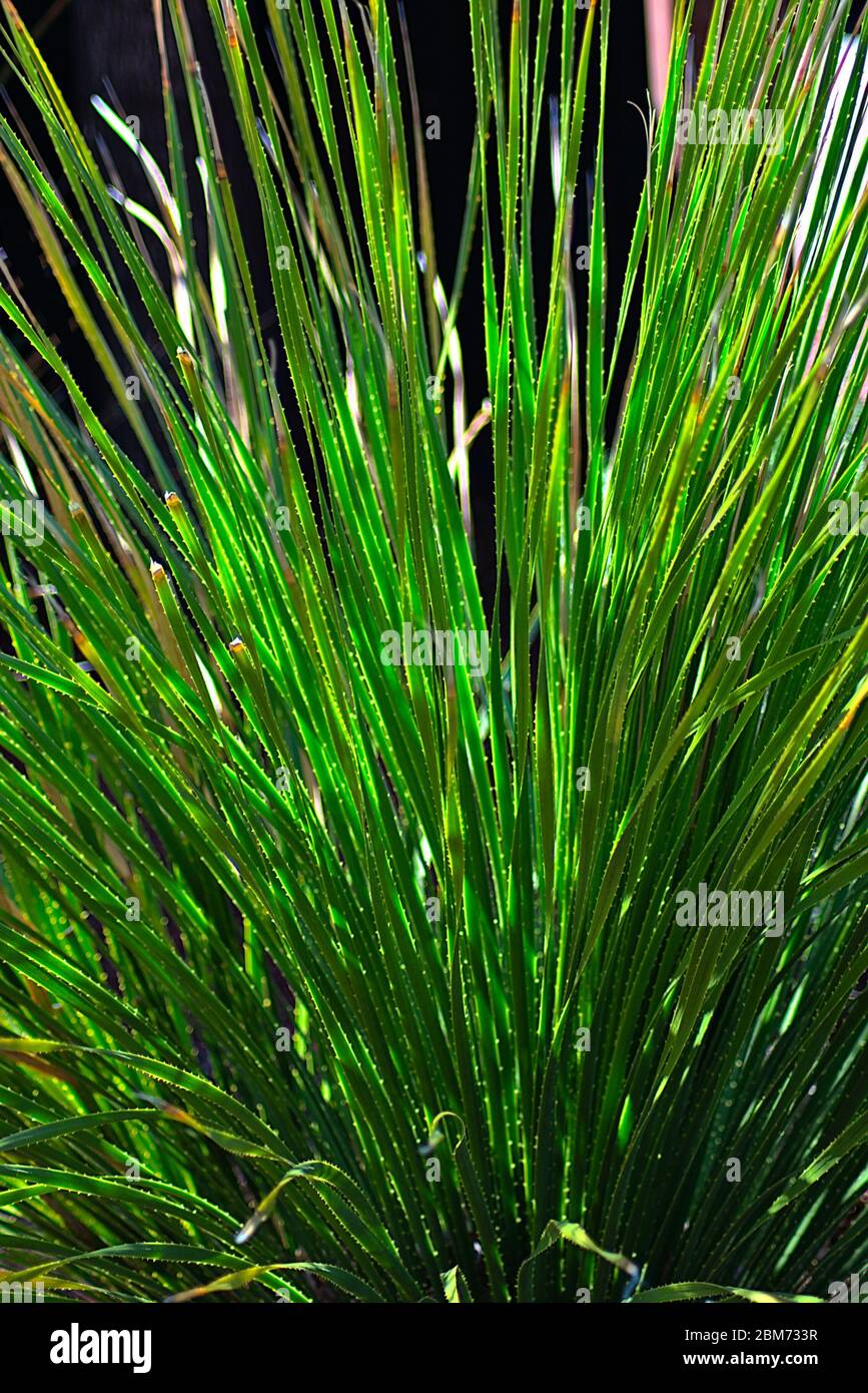 Dasylirium hi-res stock photography and images - Alamy