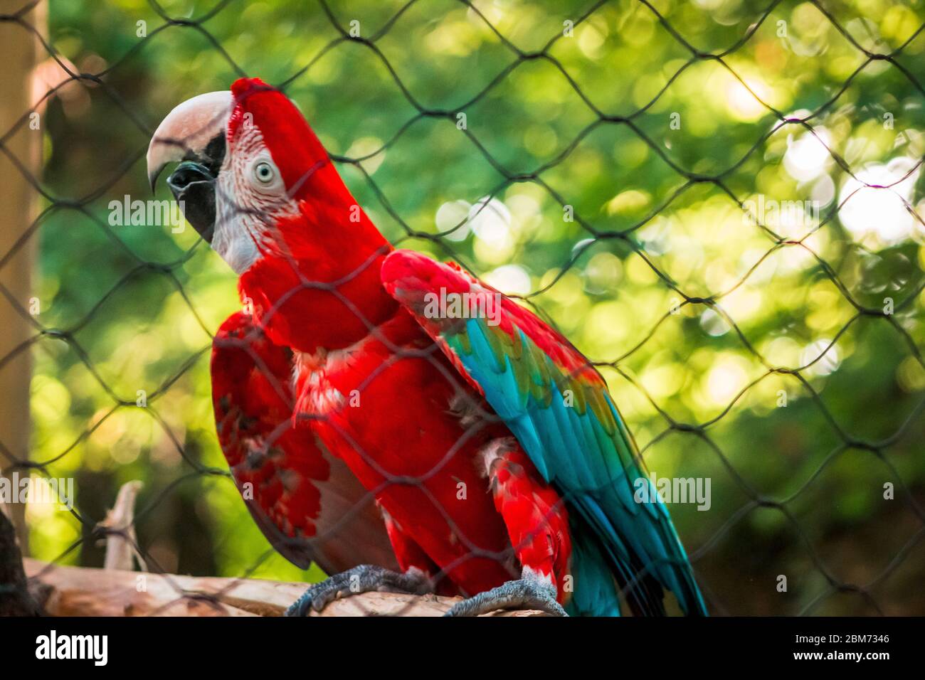Parrot Exhibit High Resolution Stock Photography and Images - Alamy