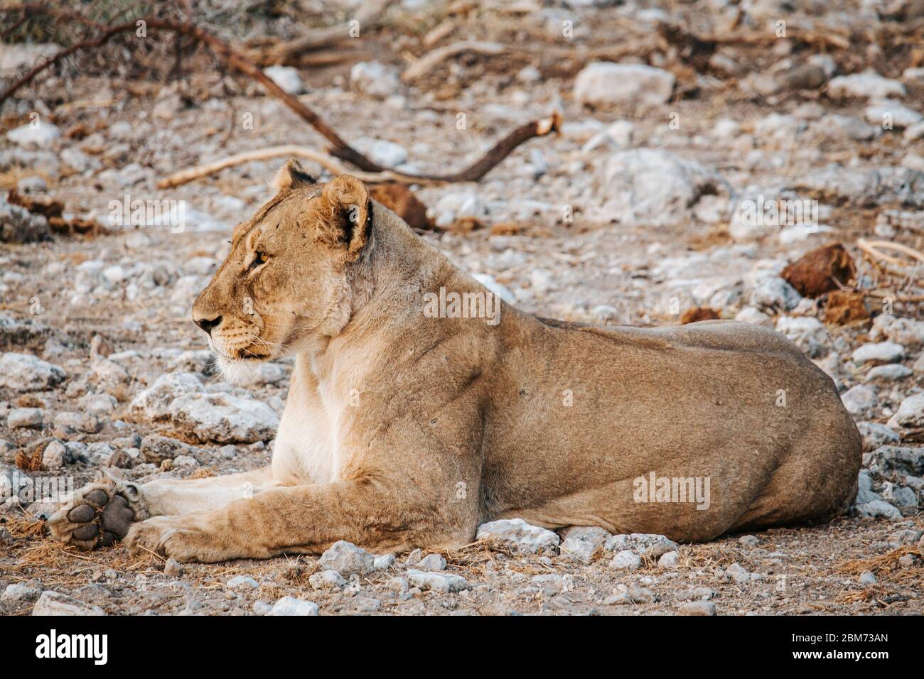 Lioness rests on rocky ground at sunrise in Etosha national park ...