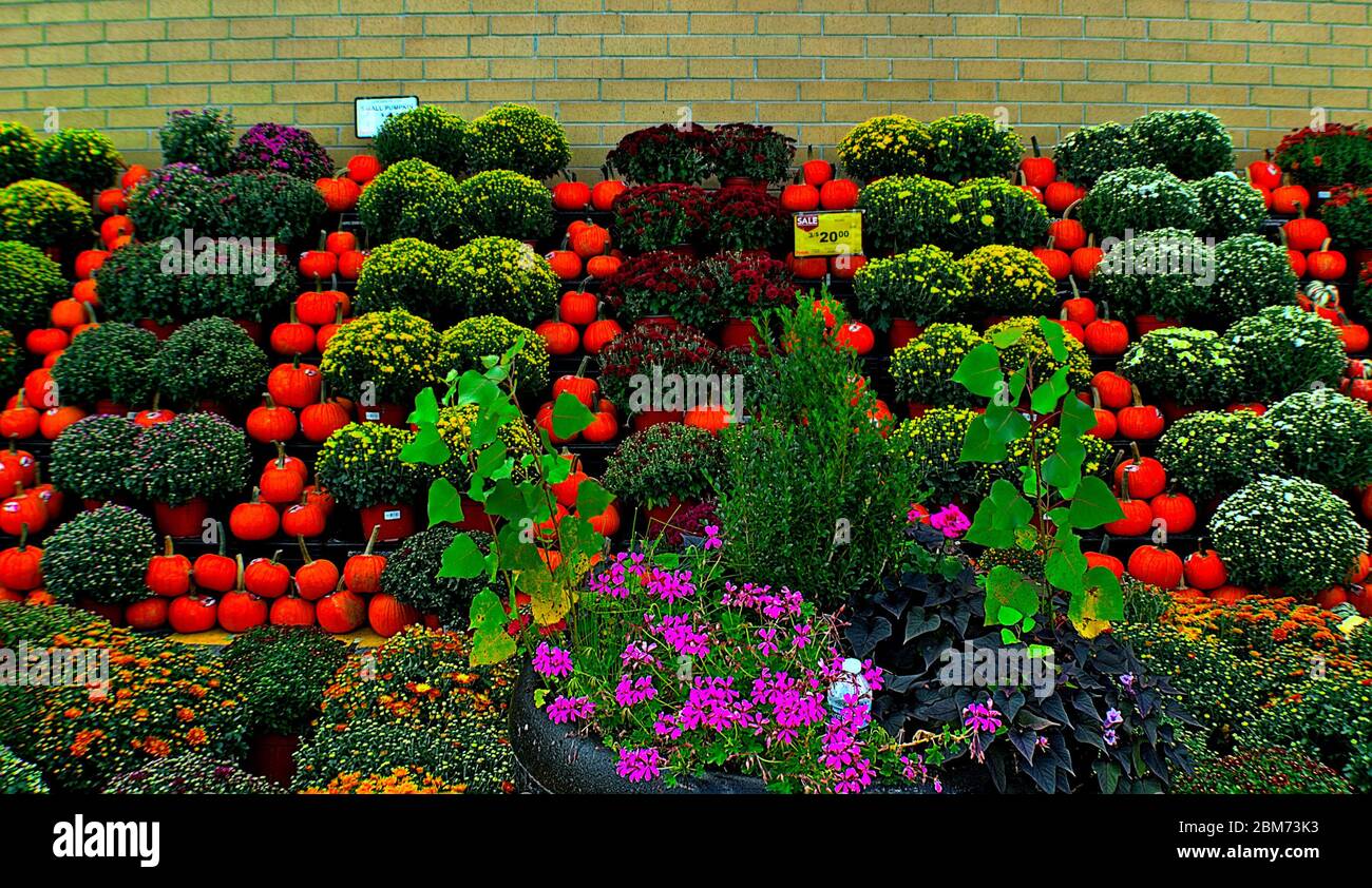 Deep fall colors of pumpkins and perennials at this local store front ...