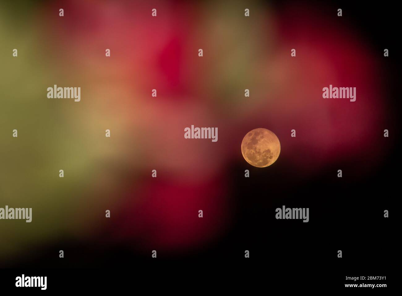 Supermoon is seen through the red flowers in Tanjungsari. Super 'flower ...