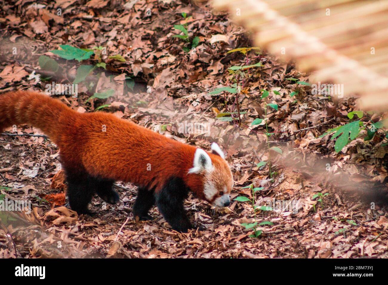 Red panda playing at the zoo Stock Photo - Alamy