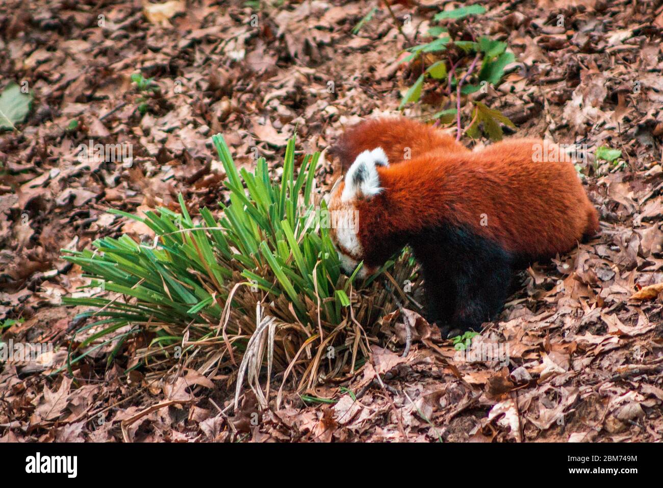 Red panda playing in its enclosure at the zoo Stock Photo - Alamy