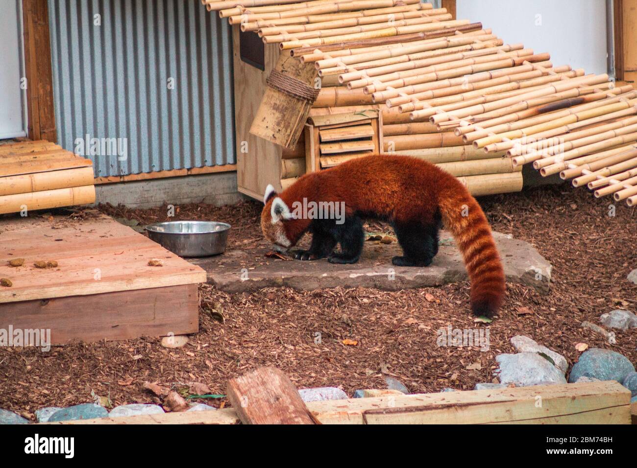 Red panda playing in its enclosure Stock Photo - Alamy