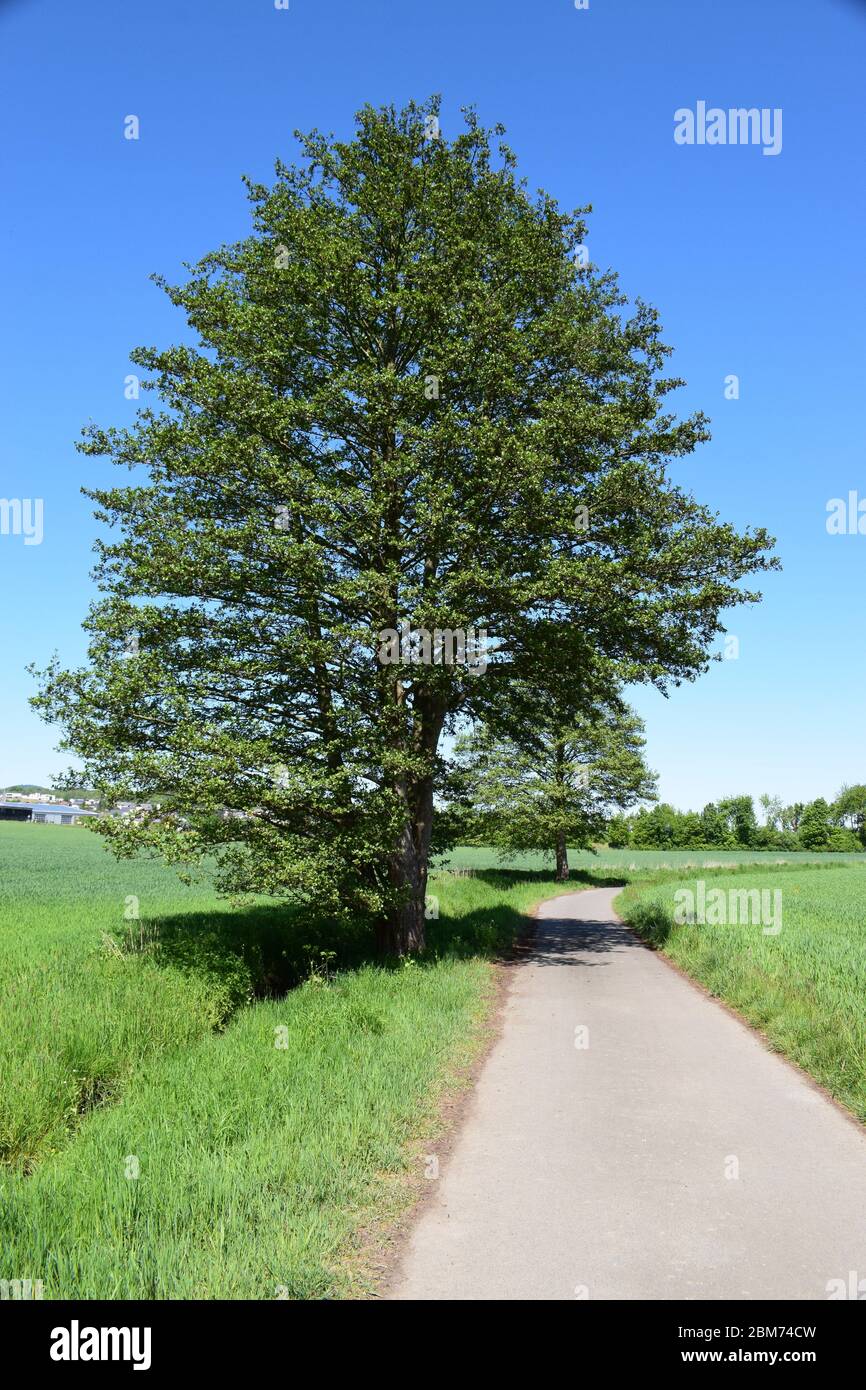 swamp landscape in spring with huge single trees Stock Photo - Alamy