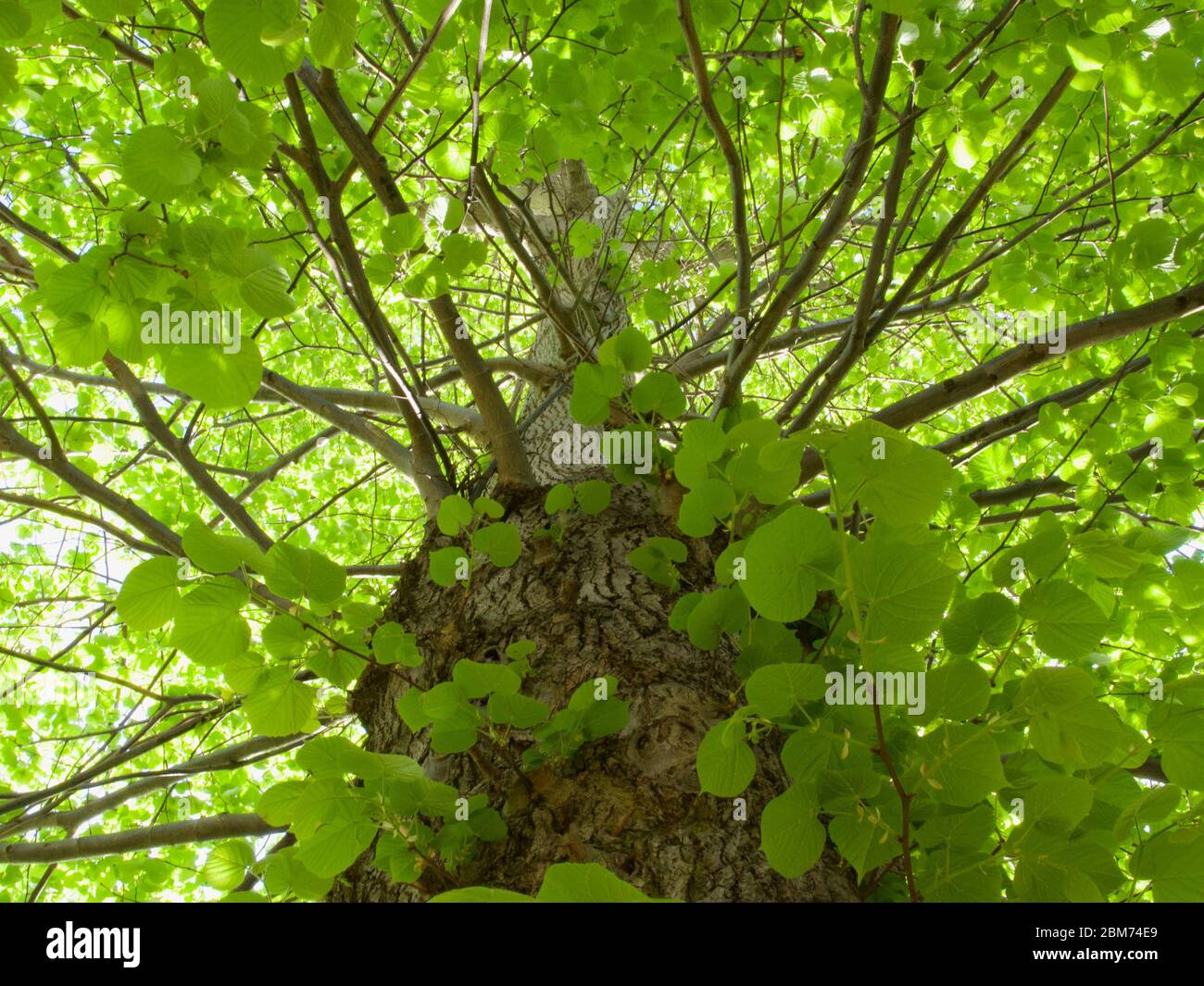 Lush green leaf hi-res stock photography and images - Alamy