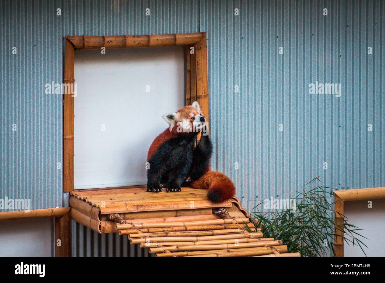 Red panda sitting next to a door to an indoor enclosure at the John ...