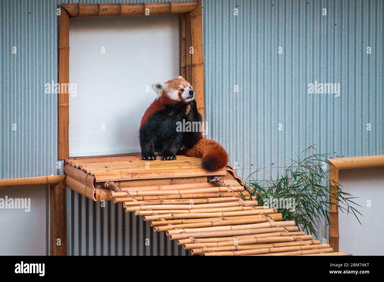 Red panda sitting next to a door to an indoor enclosure at the zoo ...