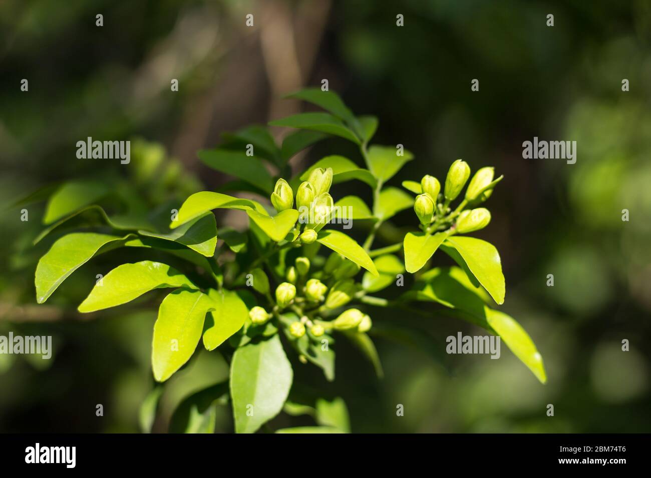 Close up of Orange Jessamine flowers and green leaf Stock Photo - Alamy