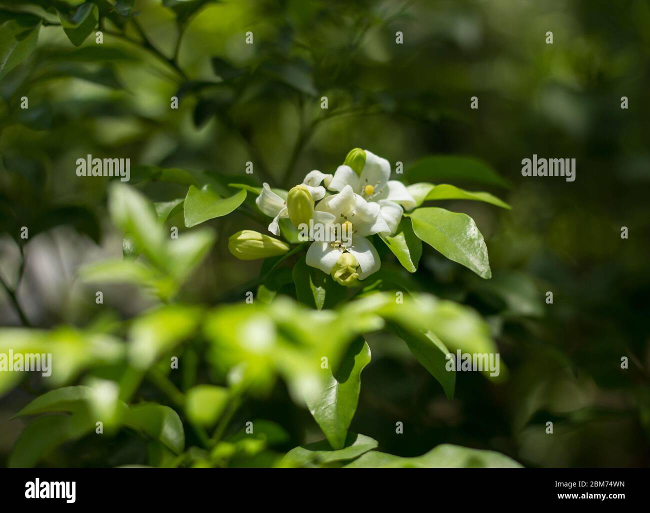 Close up orange jessamine hi-res stock photography and images - Alamy