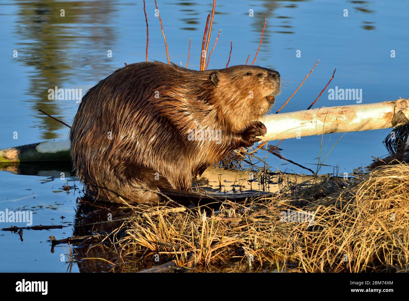 American beaver canadian beaver canadensis hi-res stock photography and ...