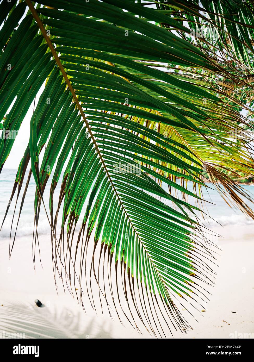 Single palm leaf hi-res stock photography and images - Alamy