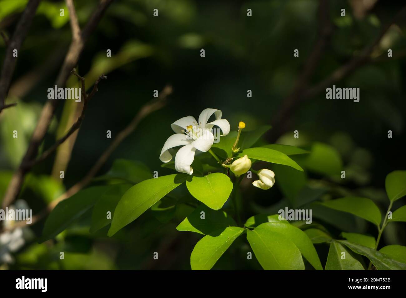 Close up orange jessamine hi-res stock photography and images - Alamy