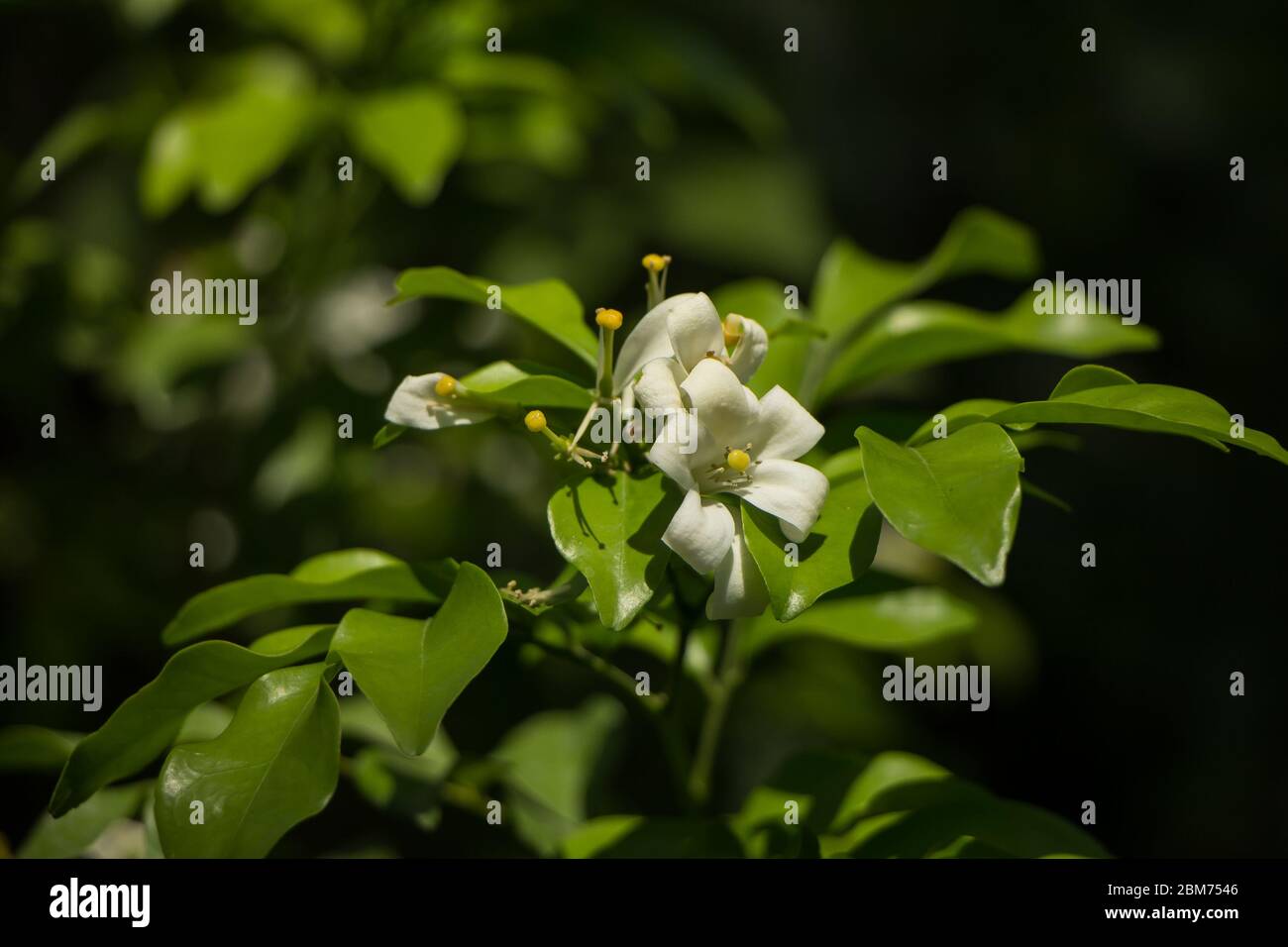 Close up orange jessamine hi-res stock photography and images - Alamy