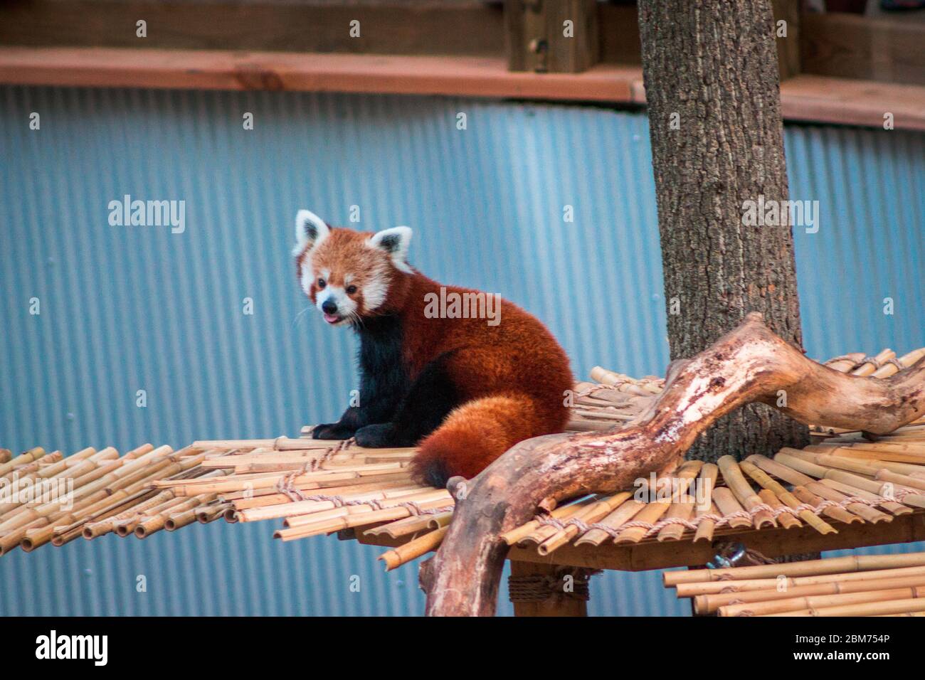 Panda bridge hi-res stock photography and images - Alamy