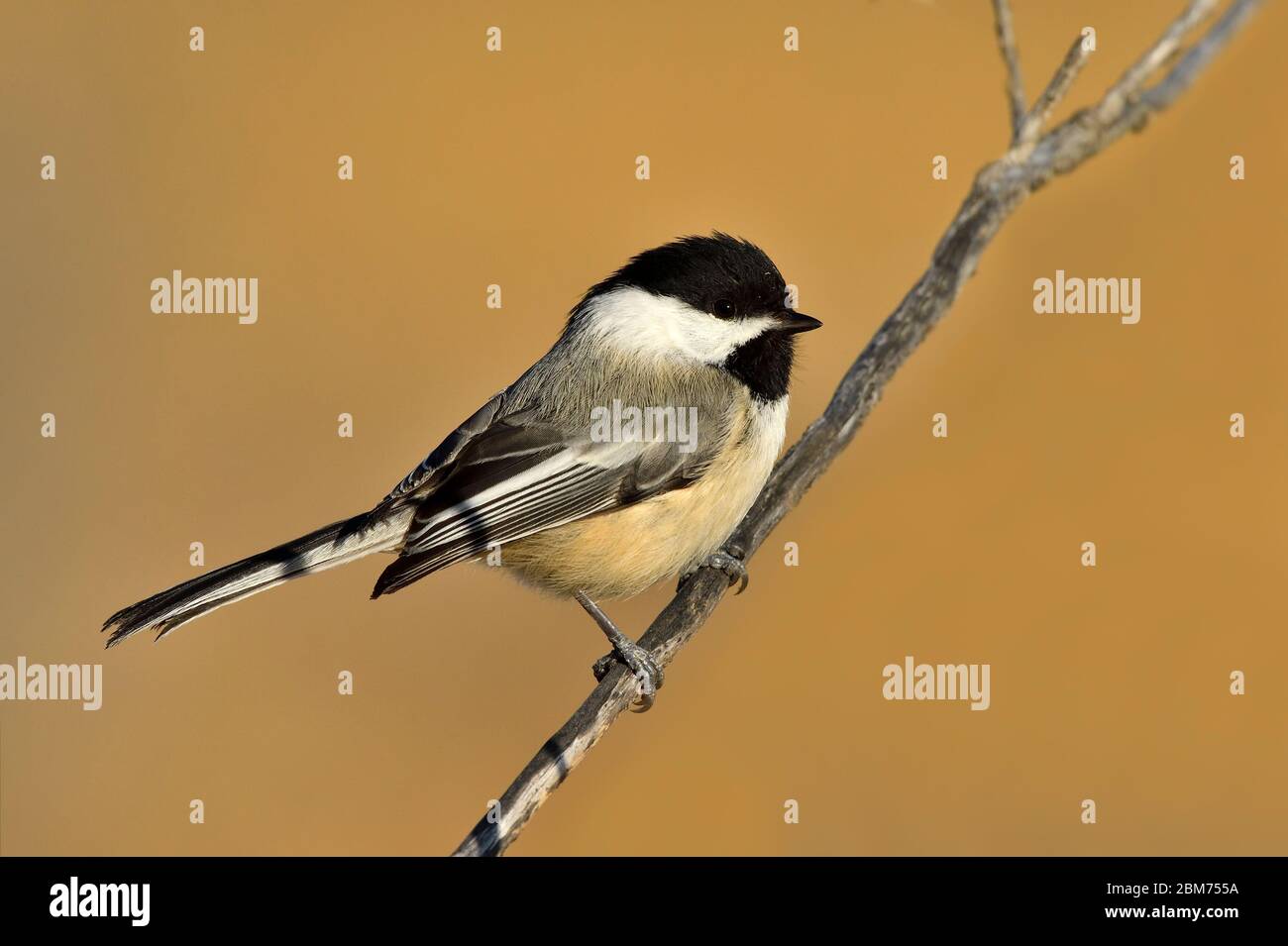 Black capped chickadee hi-res stock photography and images - Alamy