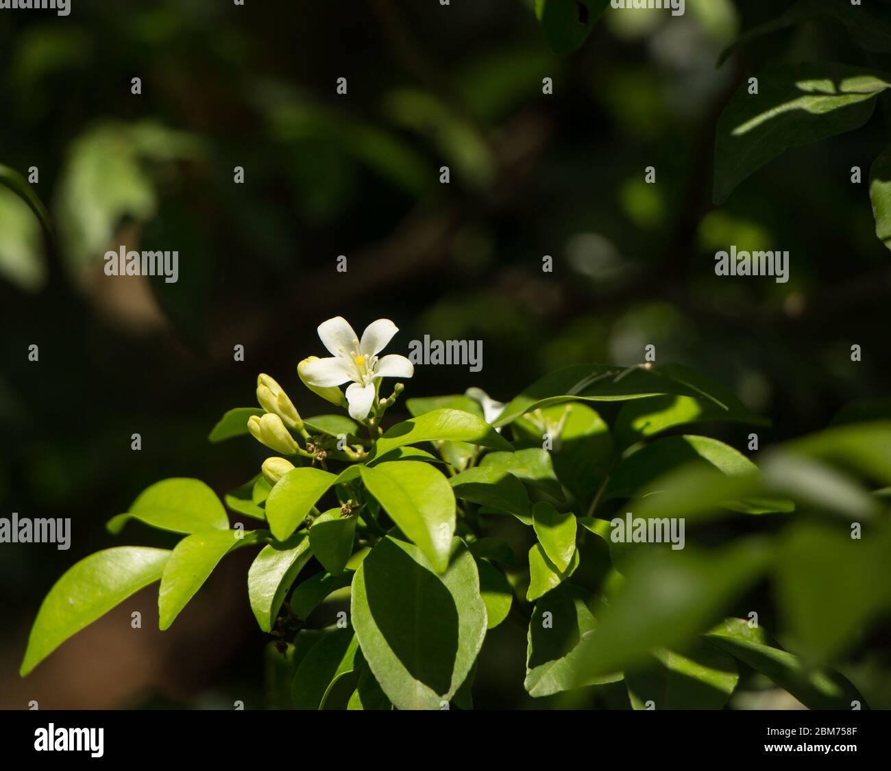 Close up orange jessamine hi-res stock photography and images - Alamy