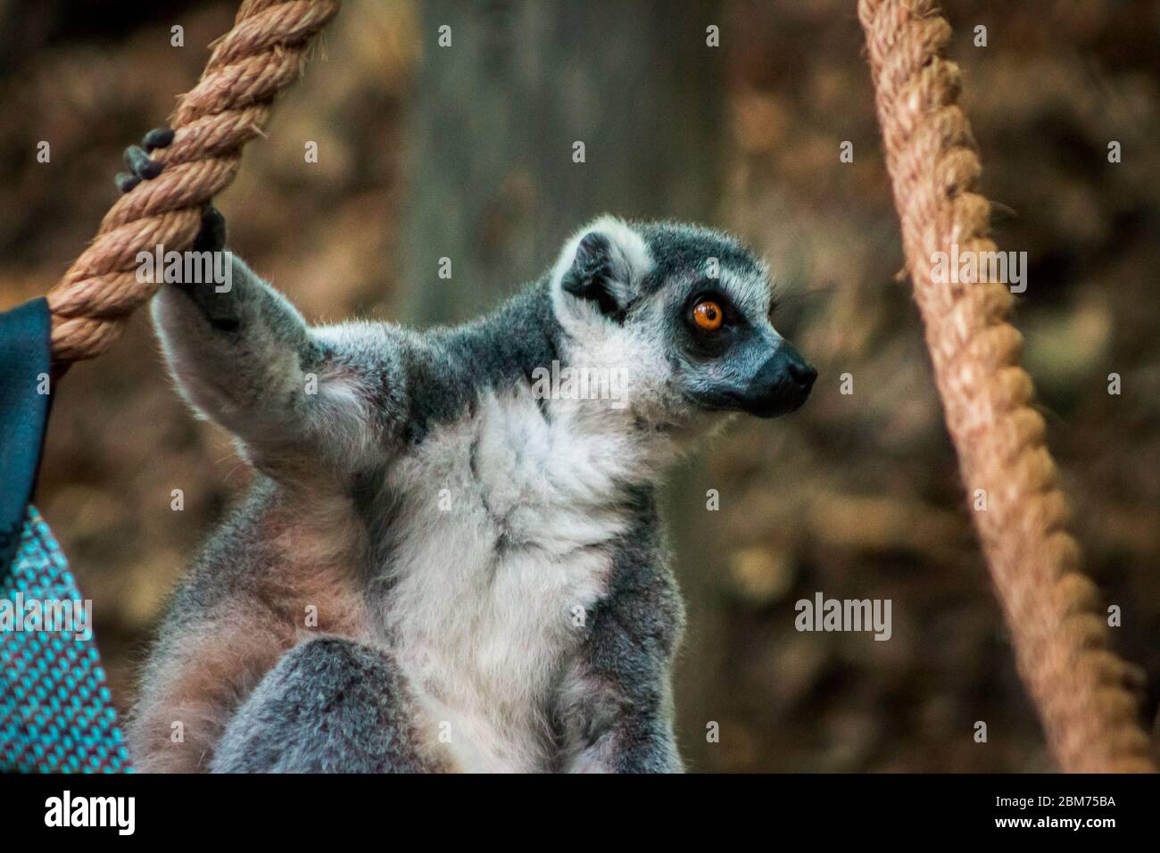 Ring tailed lemur sitting in an enclosure at the John Ball Zoo in Grand ...
