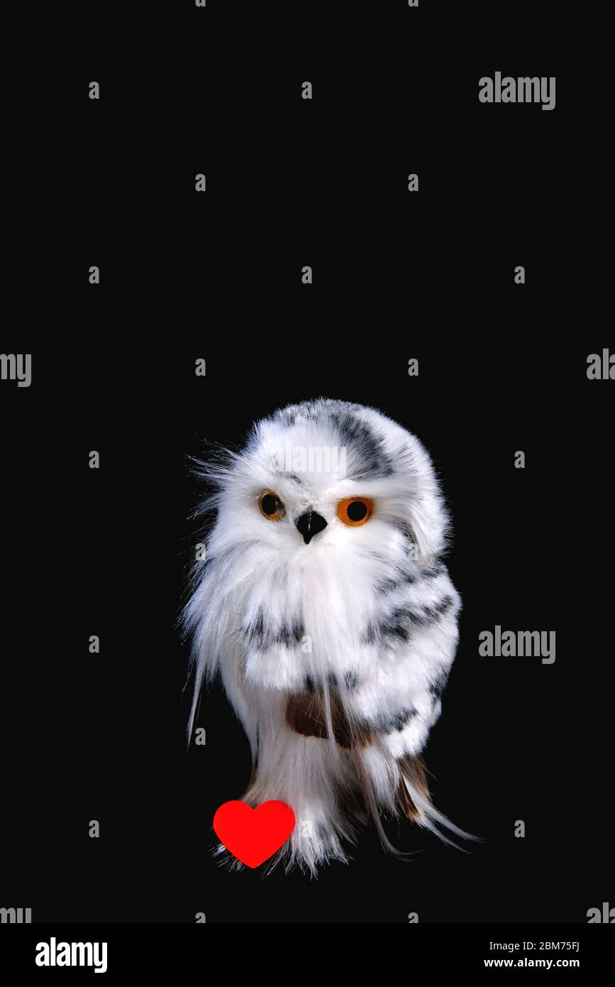 Red eyes of the owl hi-res stock photography and images - Alamy