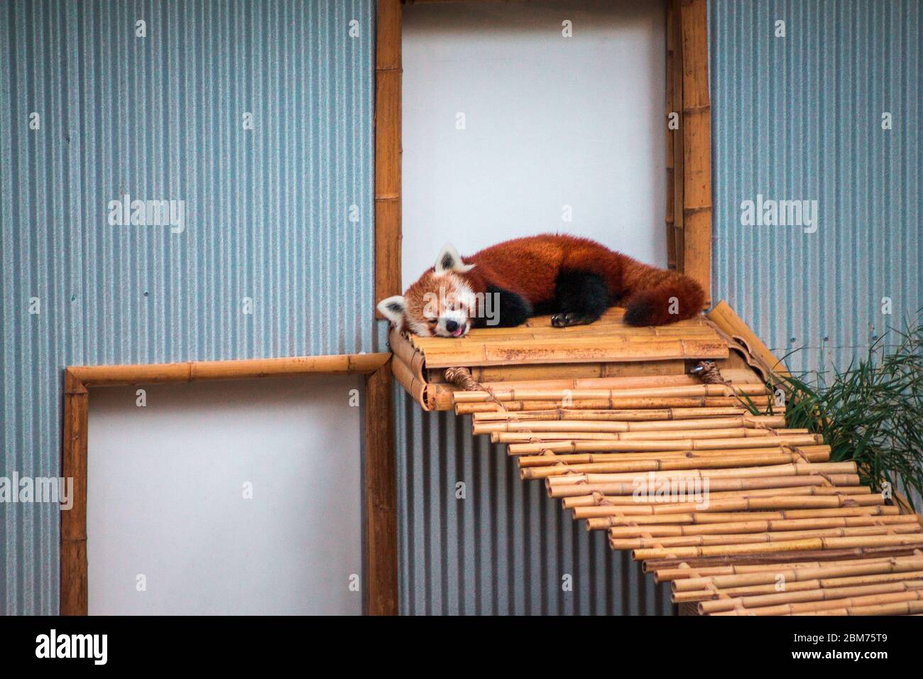 Sleepy red panda hi-res stock photography and images - Alamy