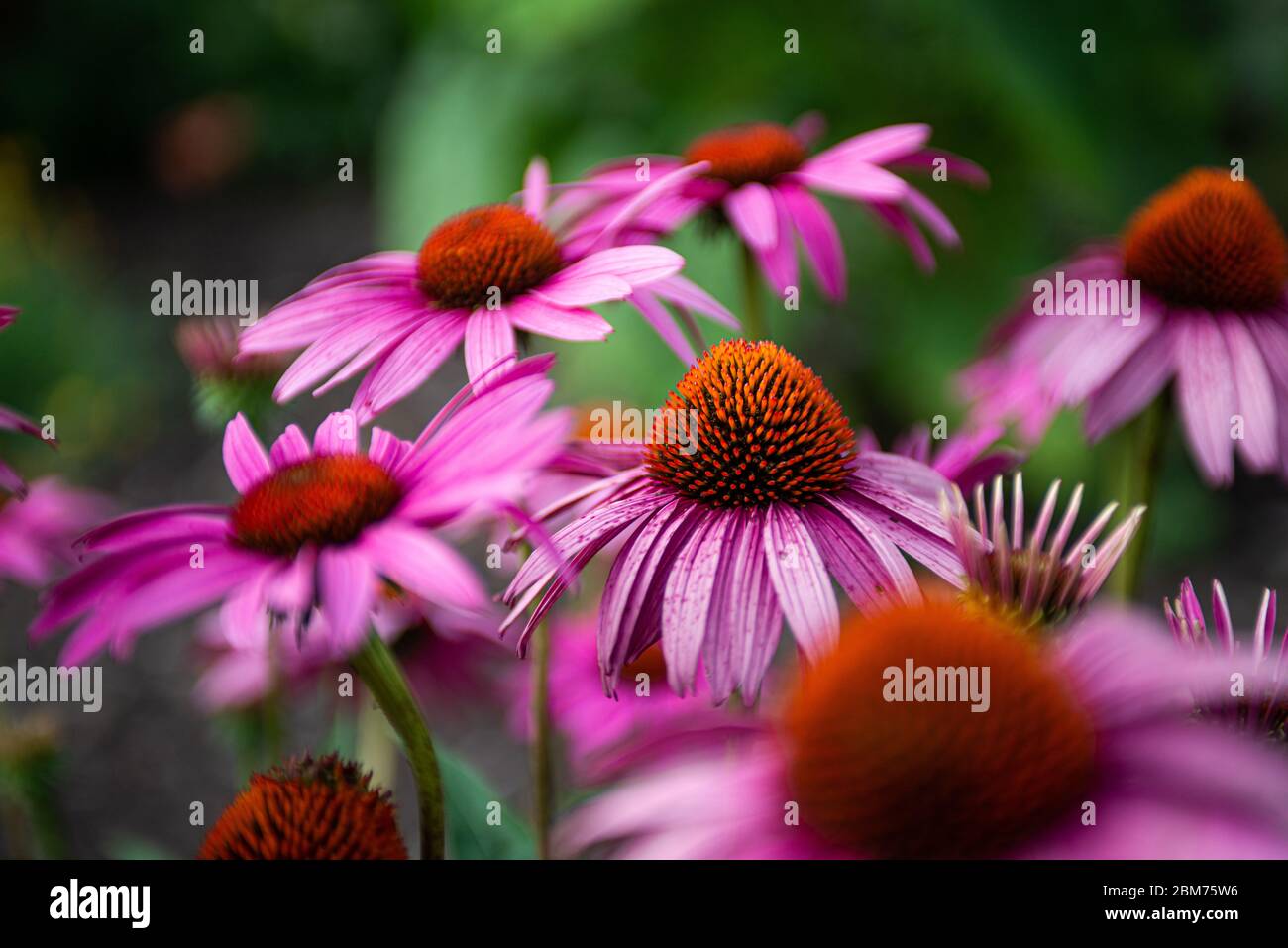 echinacea flower blossom in the spring Stock Photo - Alamy