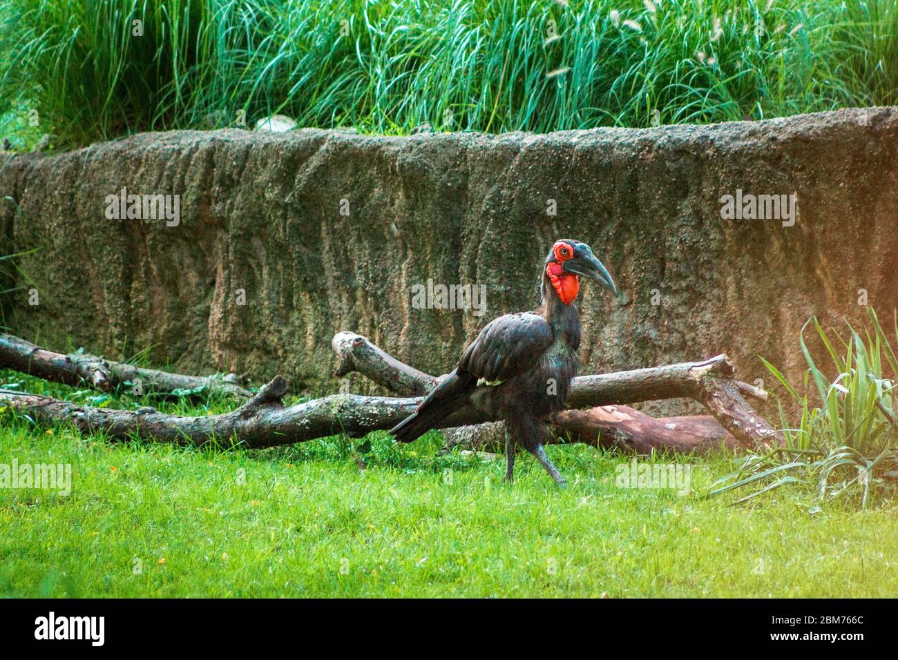 Southern Ground Hornbill in an enclosure at the John Ball Zoo Stock ...