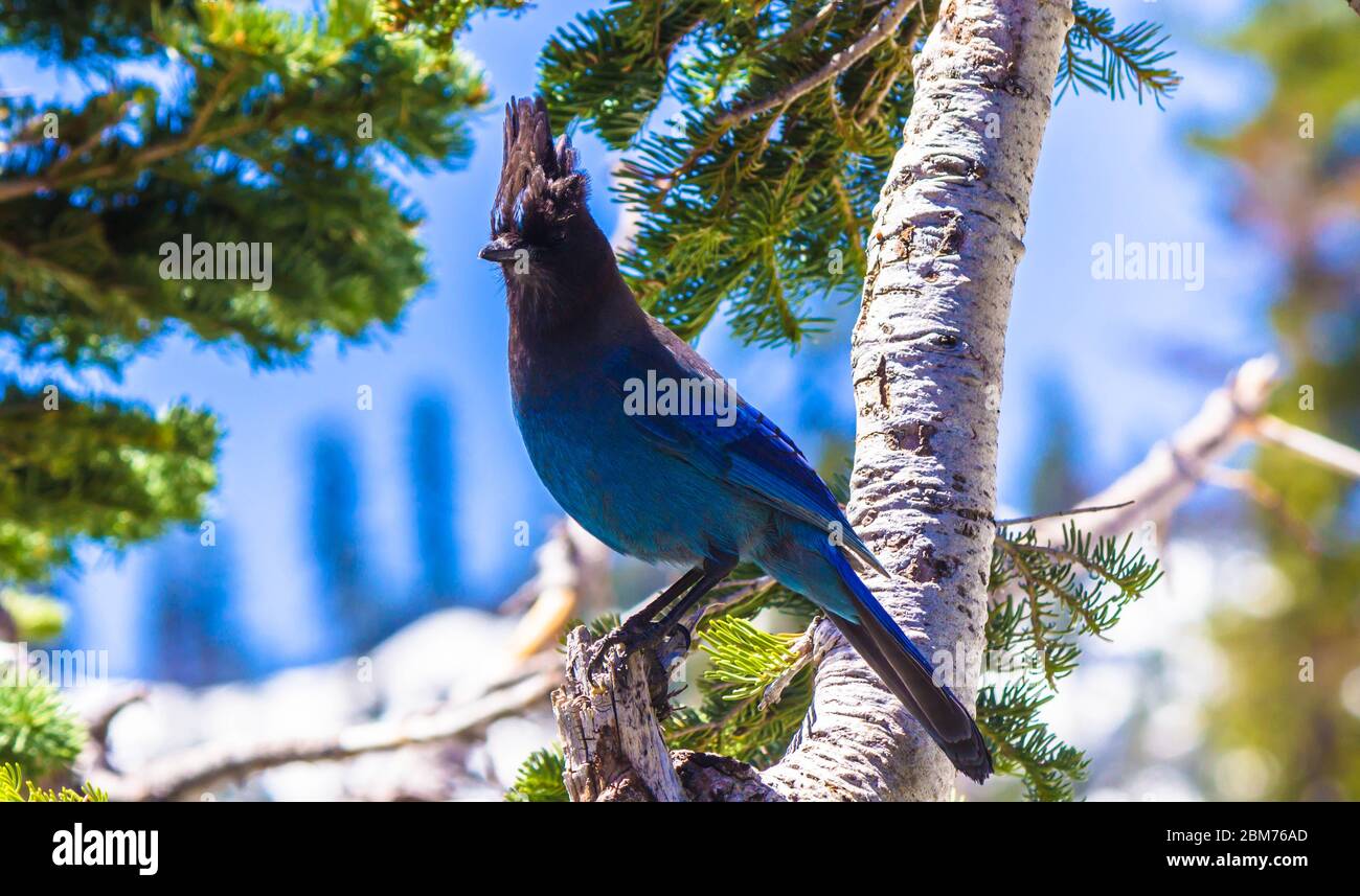 Jay symbol hi-res stock photography and images - Alamy