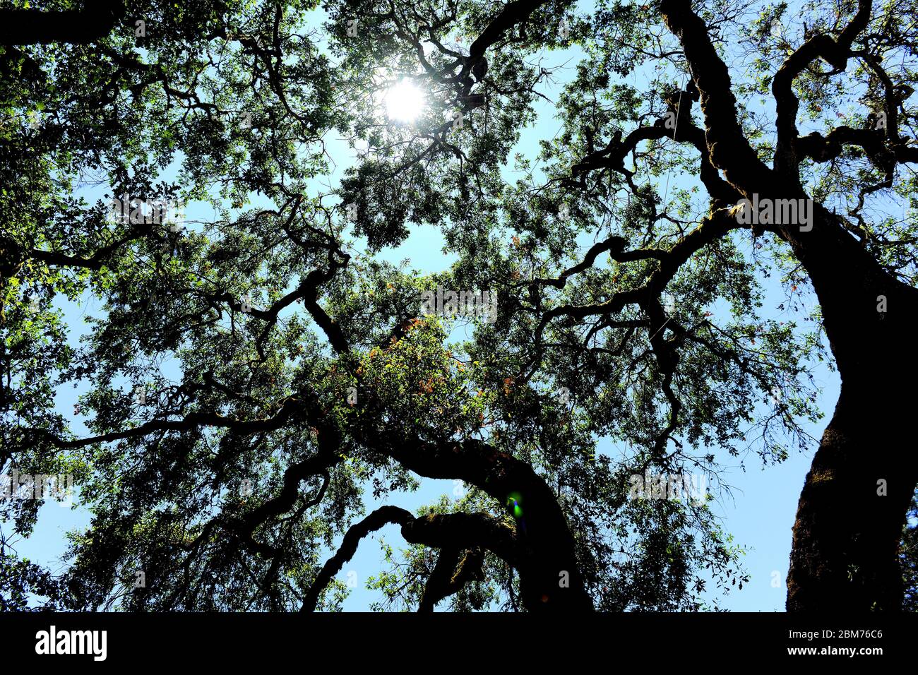 Sun beams through tree canopy Stock Photo - Alamy