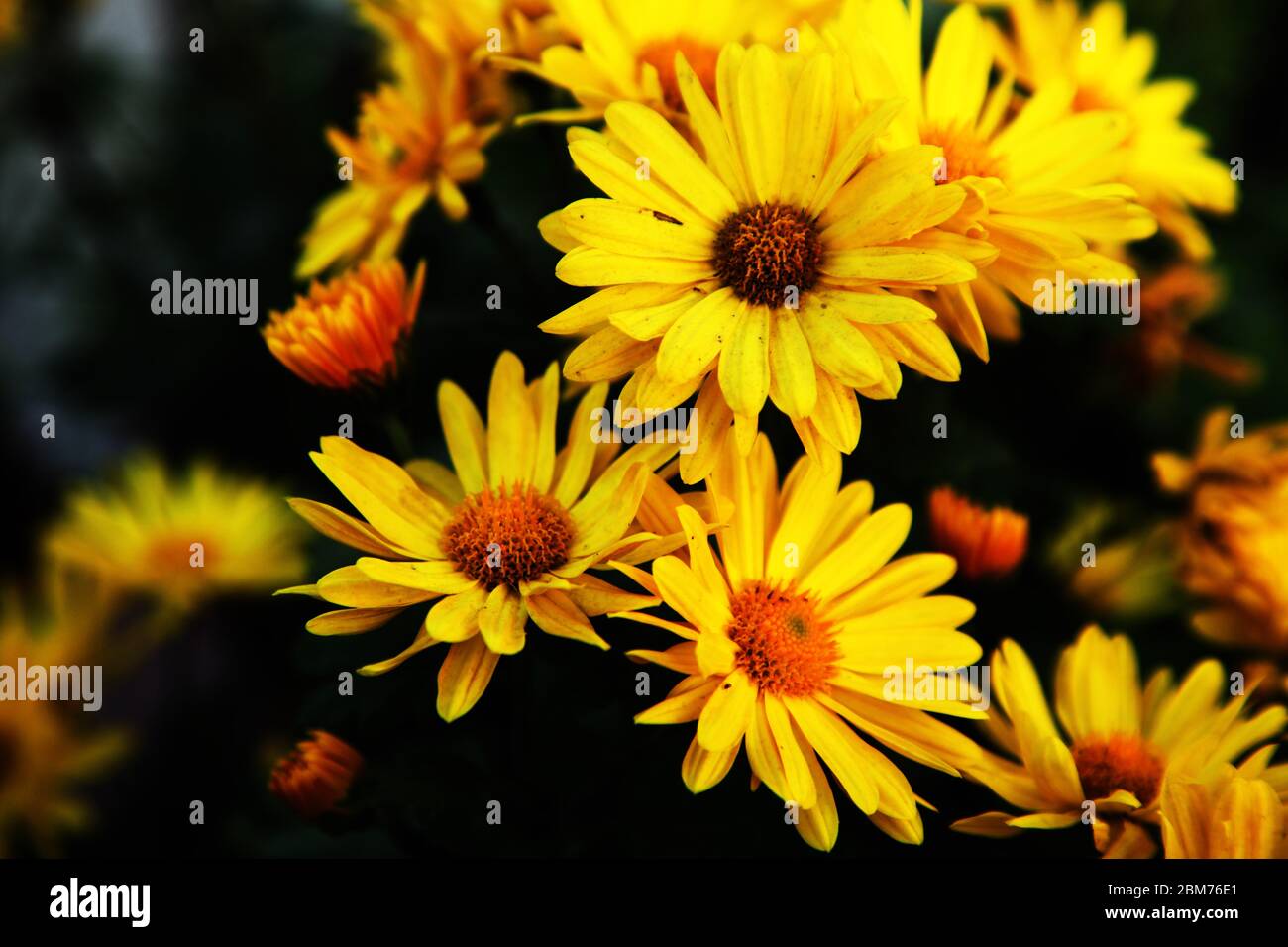 Little yellow star flower, Yellow daisies, Sphagneticola trilobata ...