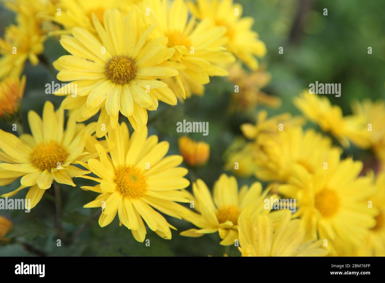 Little yellow star flower, Yellow daisies, Sphagneticola trilobata ...
