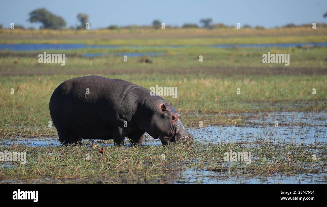 This photo was taken in the Chobe National Park, Botswana Stock Photo ...