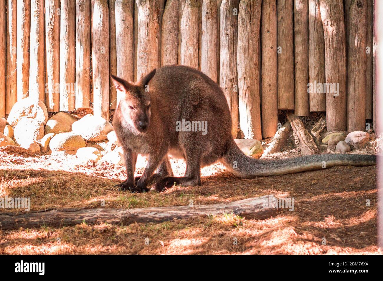 Wallaby hopping around an enclosure at the John Ball Zoo Stock Photo ...