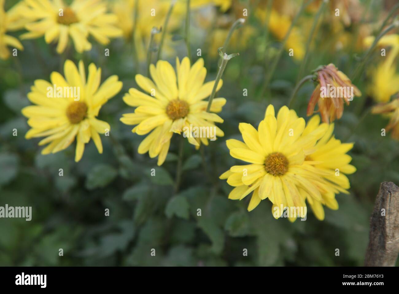Little yellow star flower, Yellow daisies, Sphagneticola trilobata ...