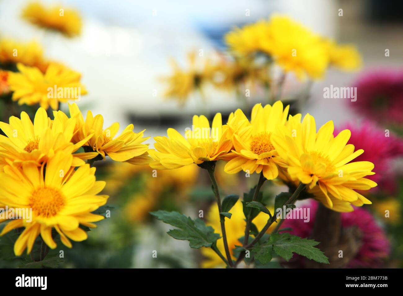 Little yellow star flower, Yellow daisies, Sphagneticola trilobata ...