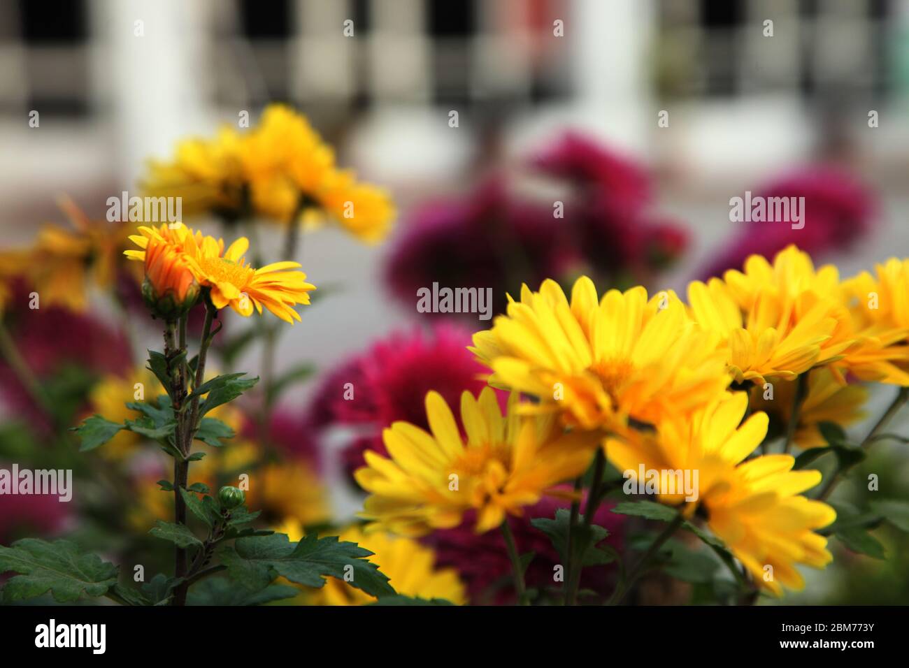 Little yellow star flower, Yellow daisies, Sphagneticola trilobata ...