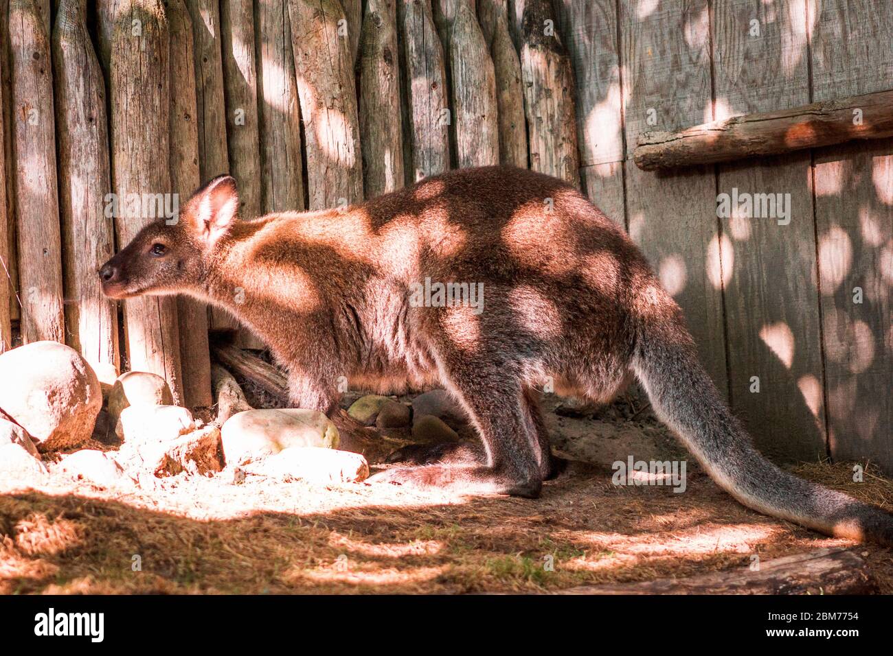 Wallaby hopping around an enclosure at the zoo Stock Photo - Alamy