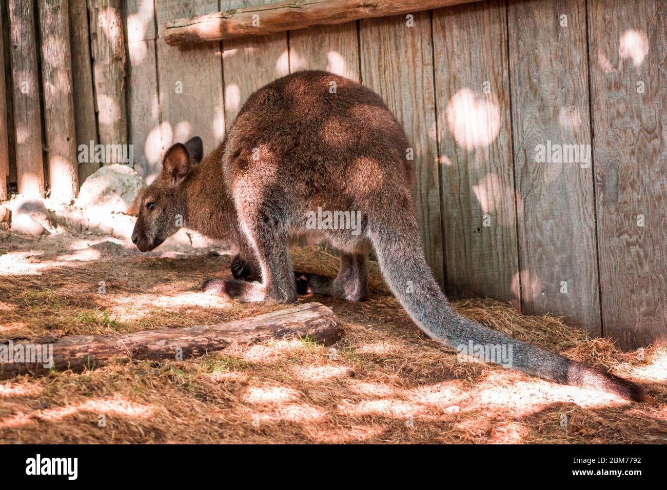 Wallaby hopping around an enclosure Stock Photo - Alamy