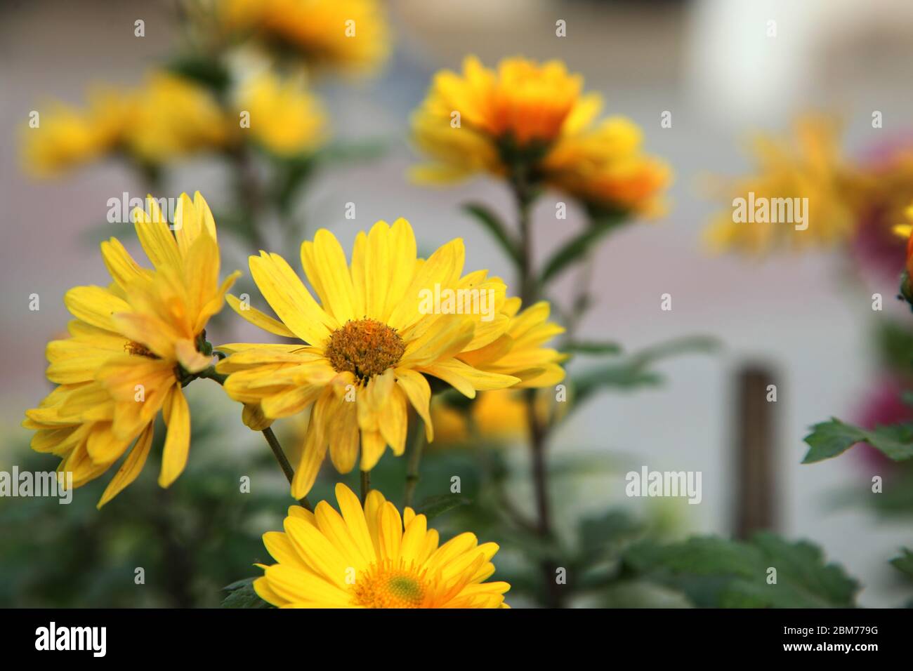 Little yellow star flower, Yellow daisies, Sphagneticola trilobata ...