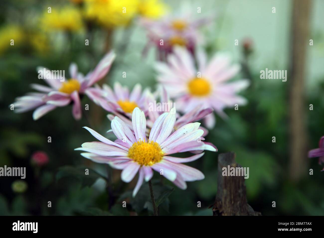 Little yellow star flower, Yellow daisies, Sphagneticola trilobata ...