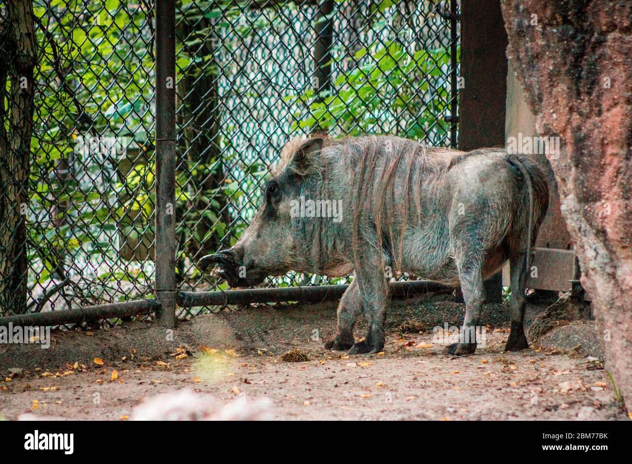 Warthog enclosure hi-res stock photography and images - Alamy