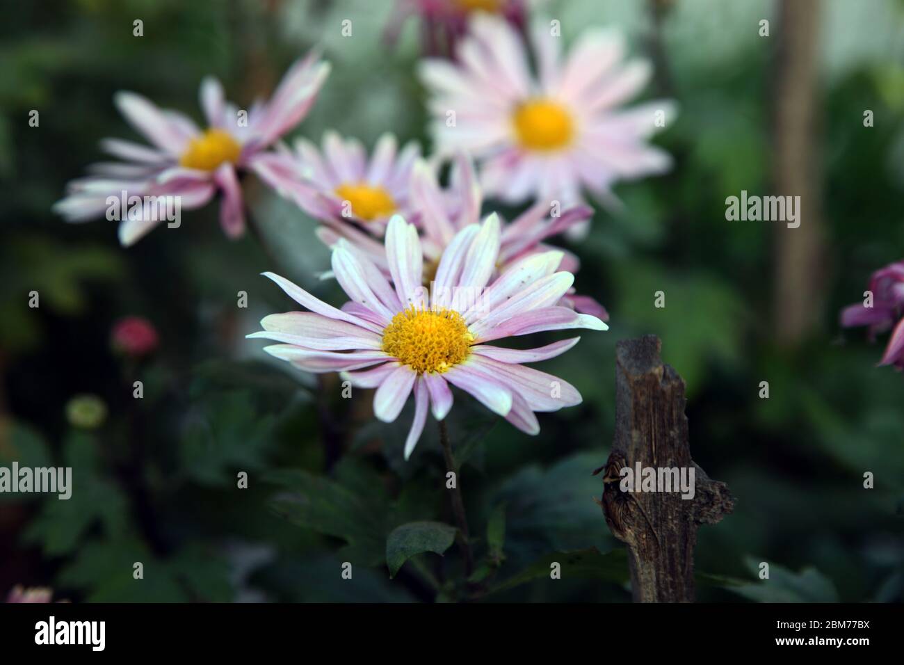 Little yellow star flower, Yellow daisies, Sphagneticola trilobata ...