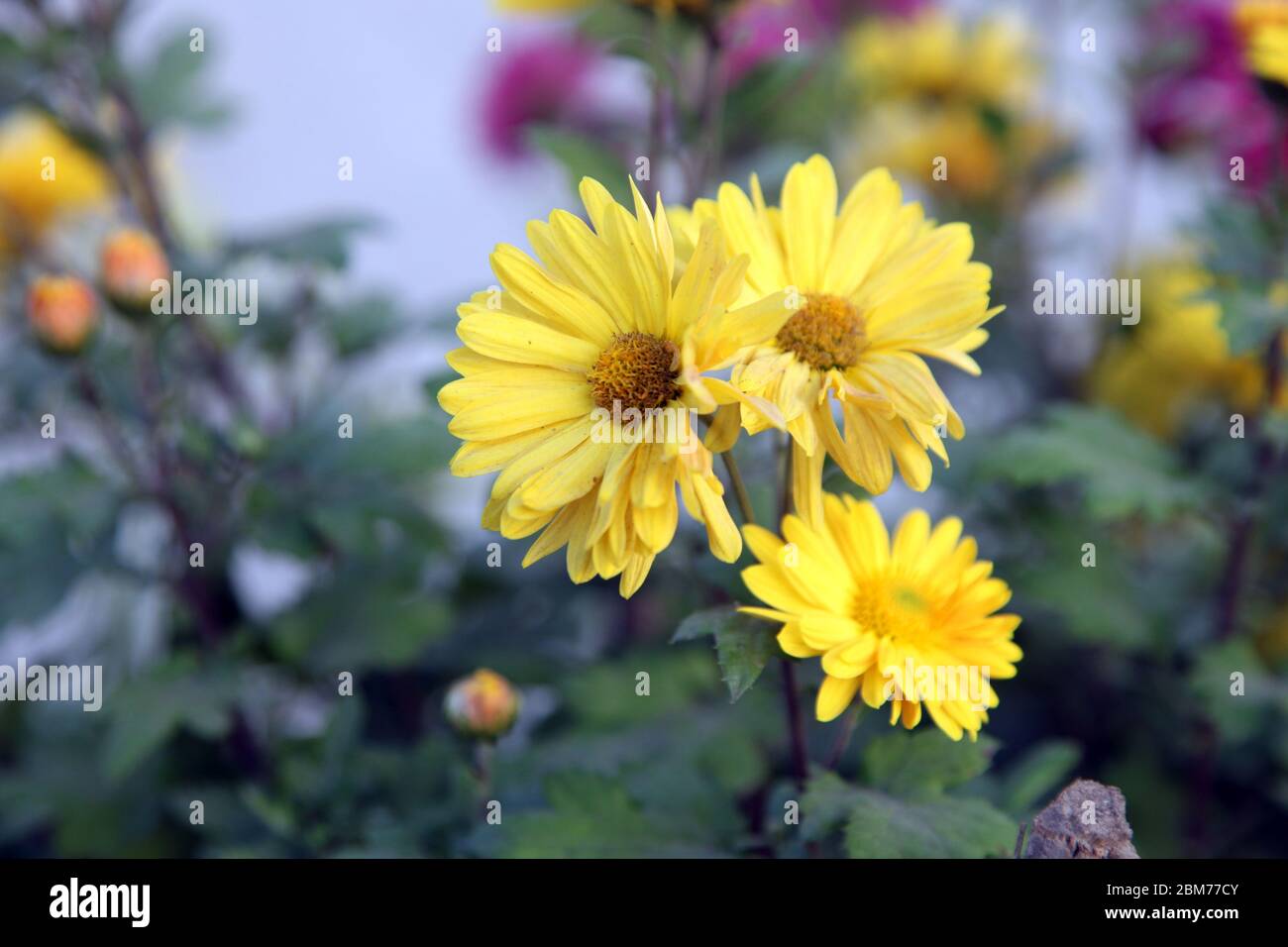 Little yellow star flower, Yellow daisies, Sphagneticola trilobata ...