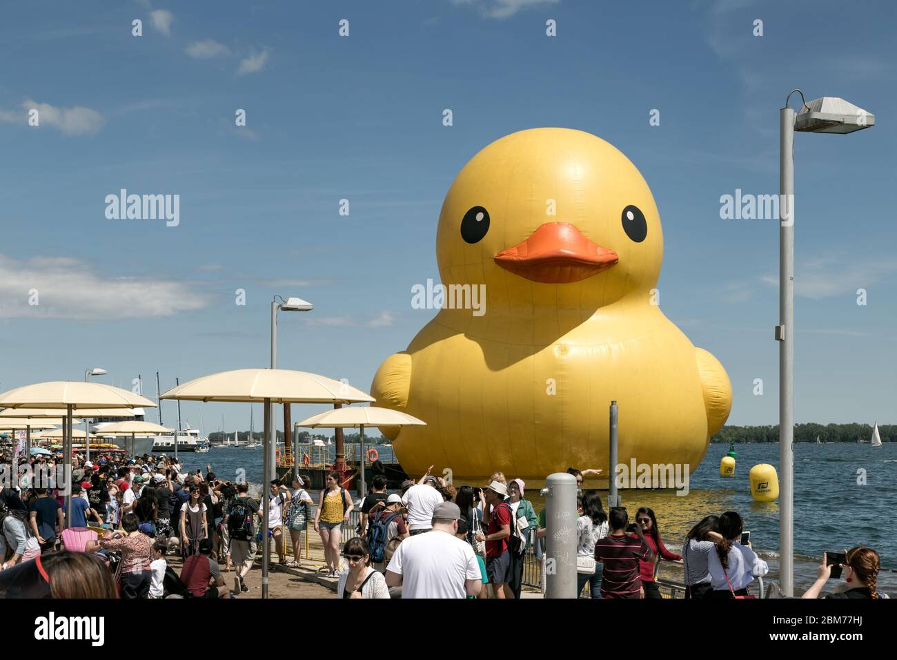 Giant yellow rubber duck sculpture, Toronto, Lake Ontario Stock Photo ...
