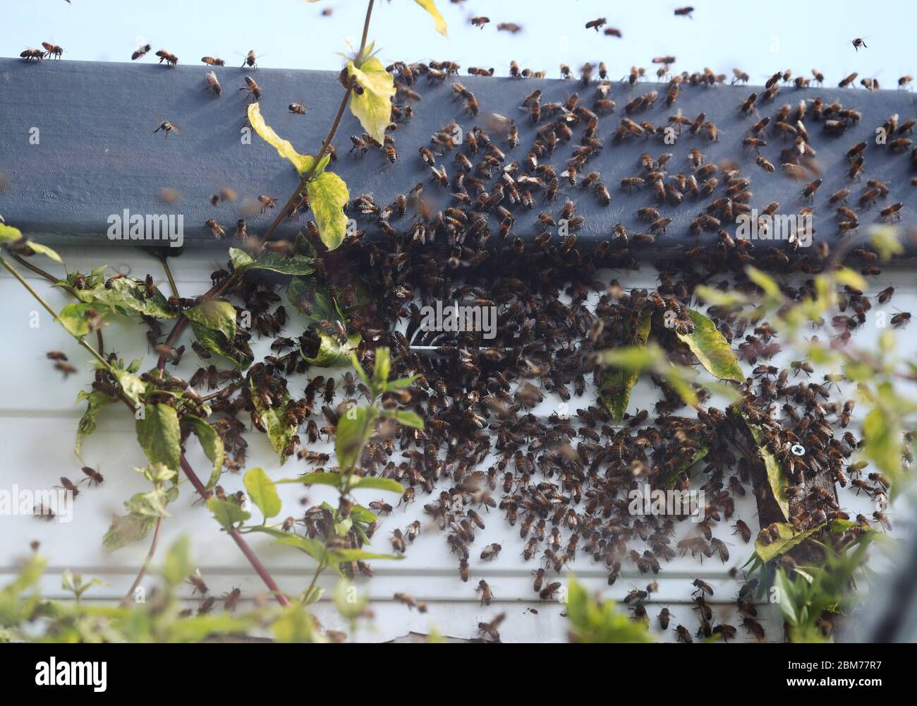 Bees in swarm hi-res stock photography and images - Alamy