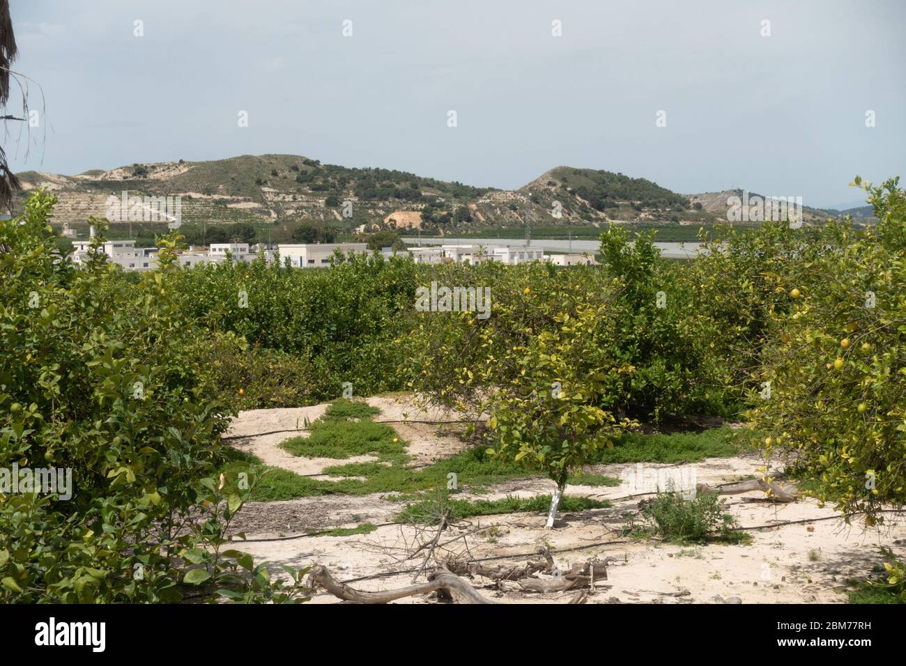 Lemon grove hi-res stock photography and images - Alamy