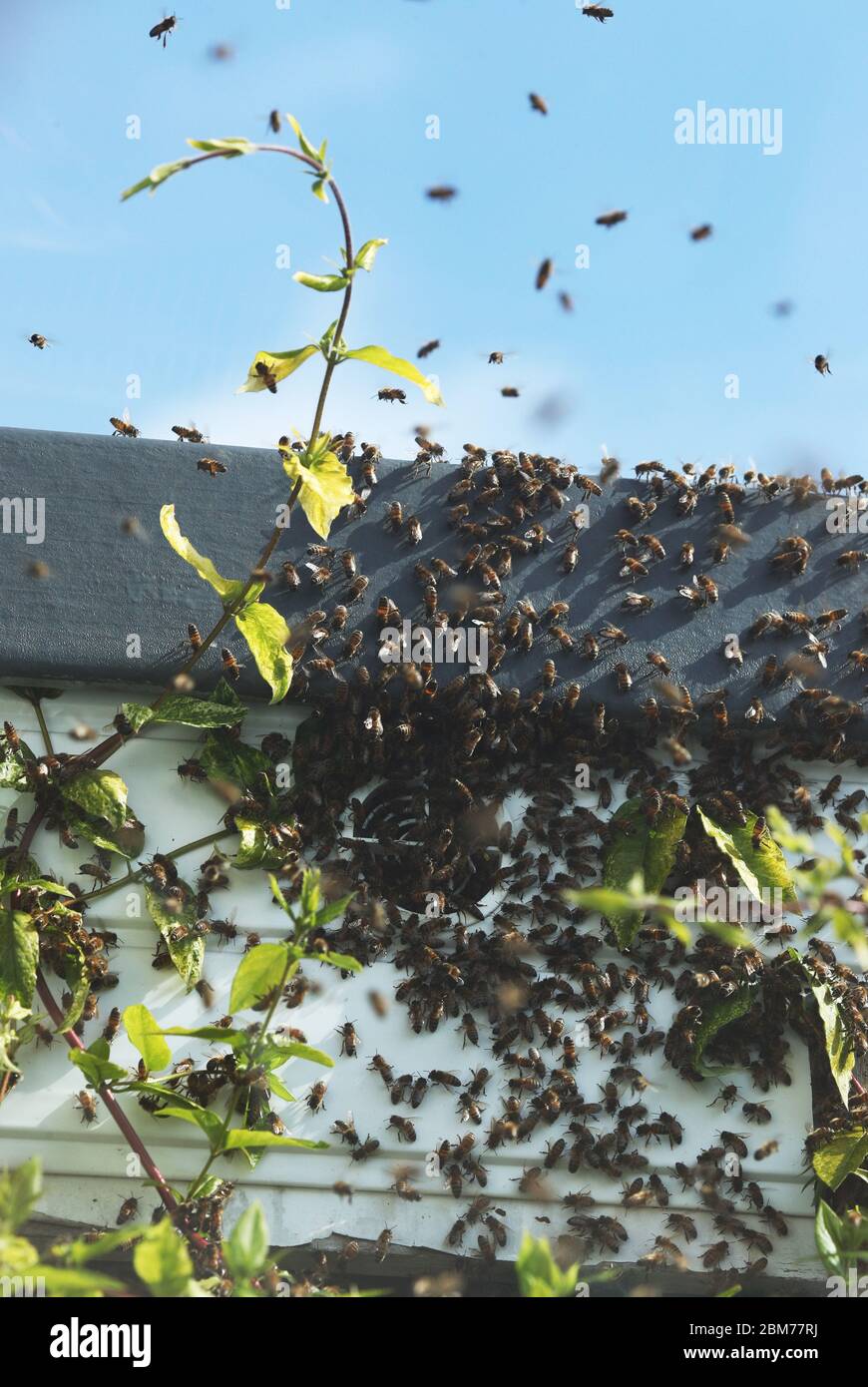 Bees in swarm hi-res stock photography and images - Alamy