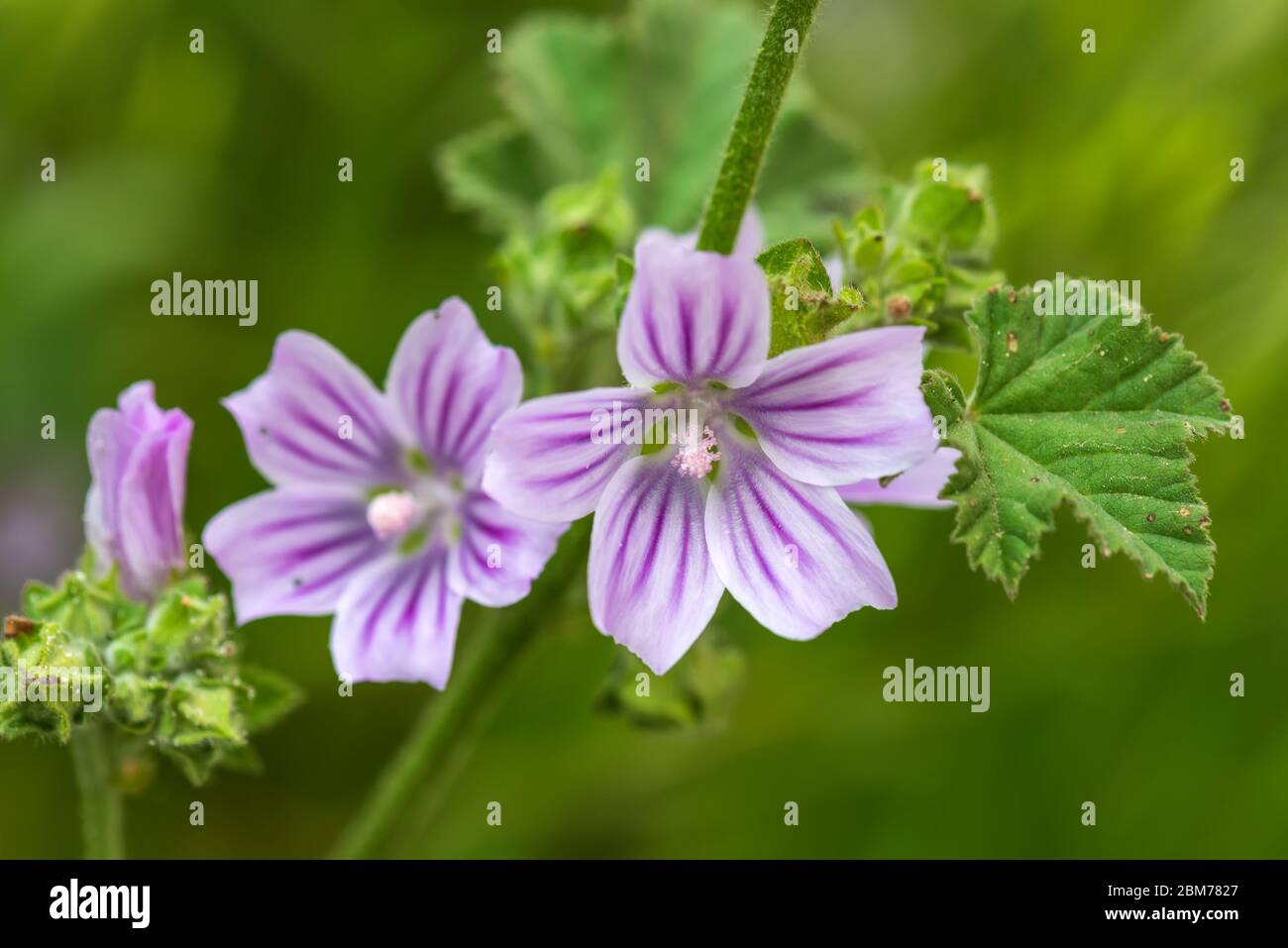 Common Mallow, Malva sylvestris flowers Stock Photo - Alamy
