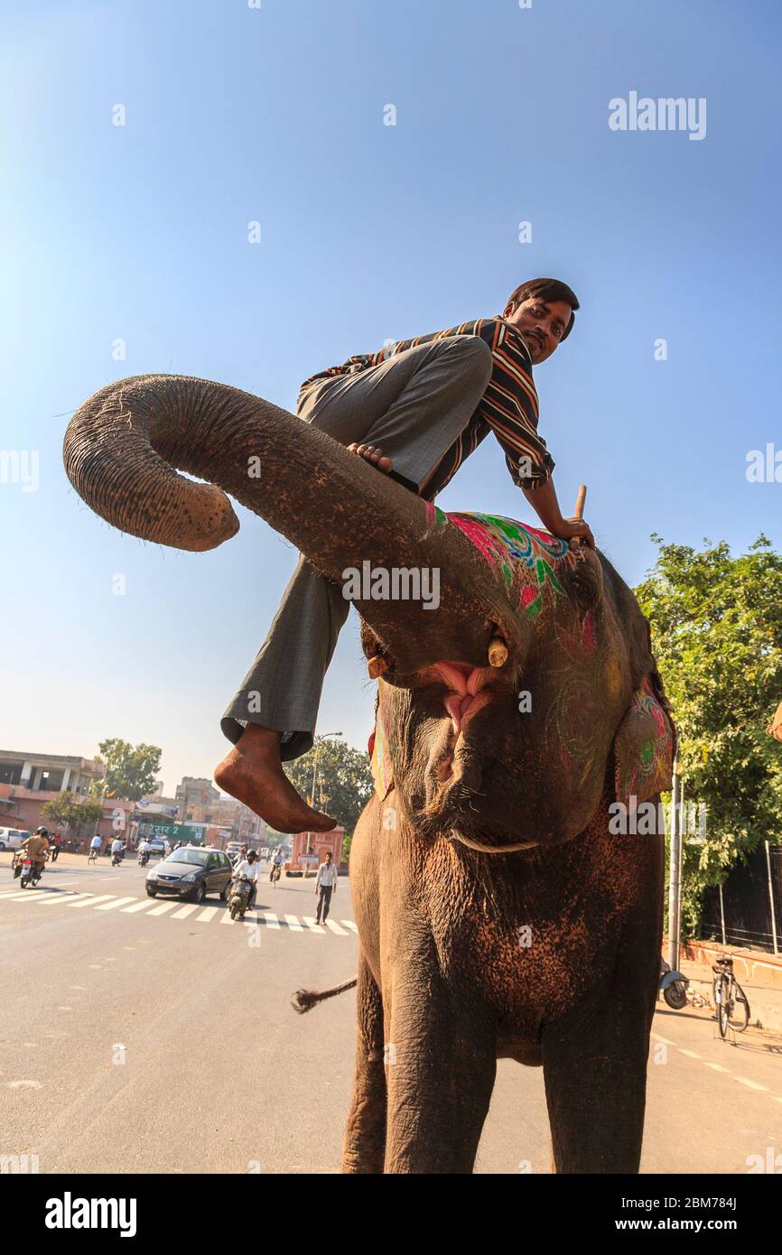 An Indian man mounting a painted Indian elephant in Jaipur, India Stock ...