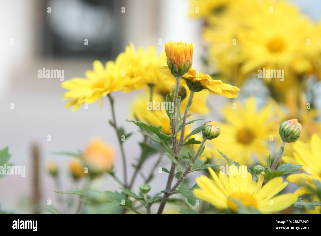 Little yellow star flower, Yellow daisies, Sphagneticola trilobata ...