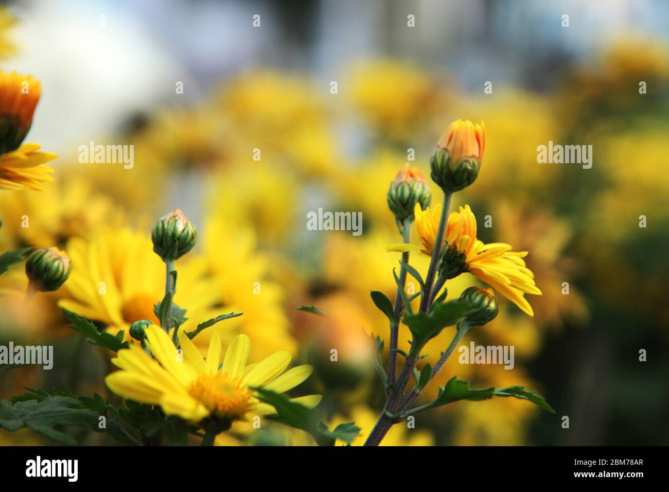 Little yellow star flower, Yellow daisies, Sphagneticola trilobata ...